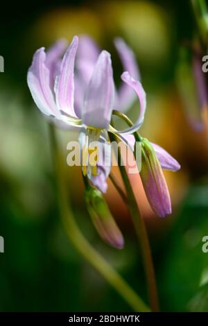 Erythronium Cascade Sunset Strain,Soft Pink flowers,woodland garden ...