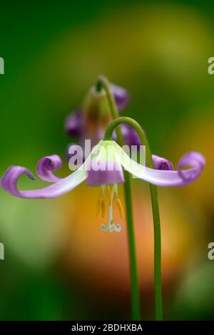 Erythronium Rose Beauty,Soft Pink lilac flowers,woodland garden,shade ...
