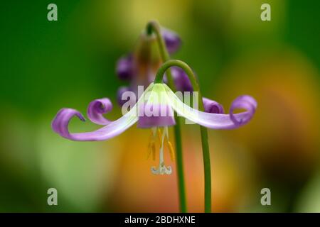Erythronium Rose Beauty,Soft Pink lilac flowers,woodland garden,shade ...