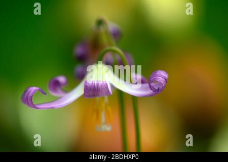 Erythronium Rose Beauty,Soft Pink lilac flowers,woodland garden,shade ...