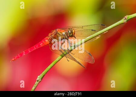 Orthetrum testaceum, common names Crimson Dropwing or Orange Skimmer ...