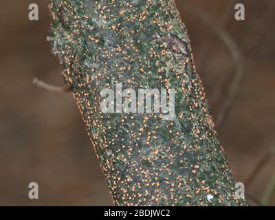 Nectria cinnabarina, also known as coral spot, is a plant pathogen that ...