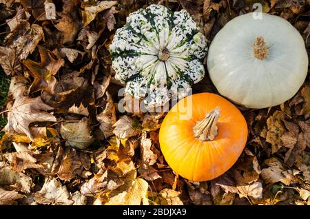 Carved Halloween Pumpkin Displays in a Park Stock Photo - Alamy