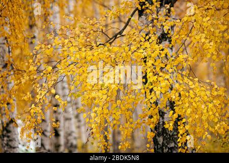 Autumn in Ryazan Region. Russia Stock Photo - Alamy