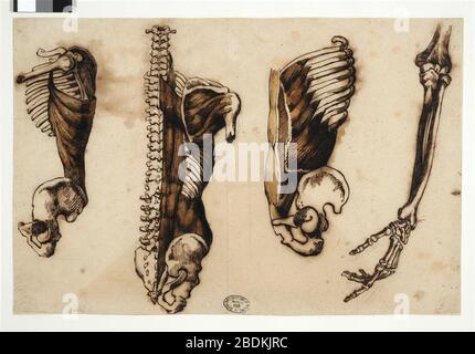 Géricault -Anatomie de l'homme Vers 1812 EBA1009-04 Stock Photo - Alamy