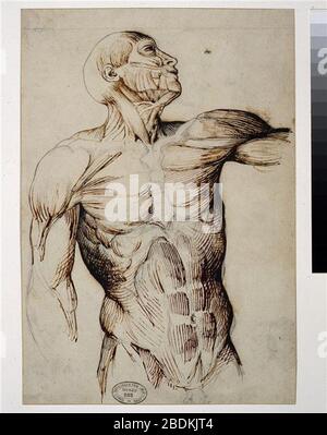 Géricault -Anatomie de l'homme. Etude du squelette et de la musculature ...