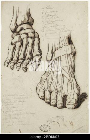 Géricault -Etude du squelette et de la musculature de l'avant-bras ...