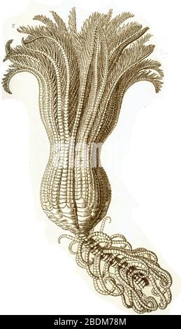 Haeckel Crinoidea 2 Endoxocrinus maclearanus Stock Photo - Alamy