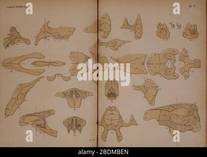 Halitherium schinzi, die fossile Sirene des Mainzer Beckens. Eine ...