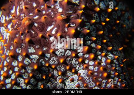 Panamic Cushion Star (Pentaceraster cumingi), extreme close-up ...