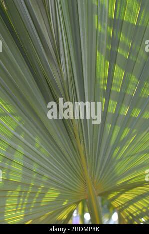 Areca Palm (Dypsis lutescens) also known as bamboo palm, golden cane ...