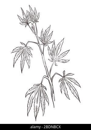 medical cannabis or marijuana leaves hemp legalize drug consumption ...