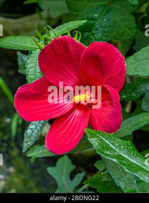 Hibiscus cannabinus kenaf Stock Photo - Alamy