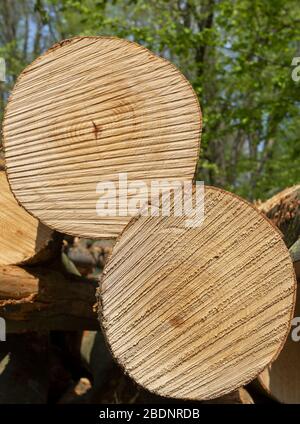 Forestry in the forest, freshly felled trees lying on the edge of the ...