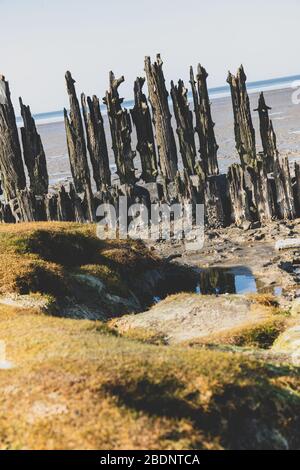 Weathered wooden poles in the Wadden Sea near Paesens-Moddergat Stock ...