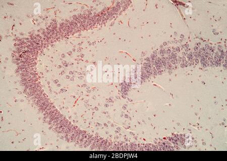 Nerve tissue under the microscope 100x Stock Photo - Alamy