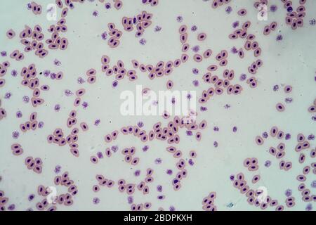 Amphibian blood cells with cell nuclei 200x Stock Photo - Alamy