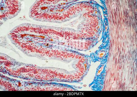 Small intestine tissue under the microscope 200x Stock Photo - Alamy