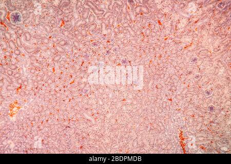 Kidney tissue under the microscope 100x Stock Photo - Alamy