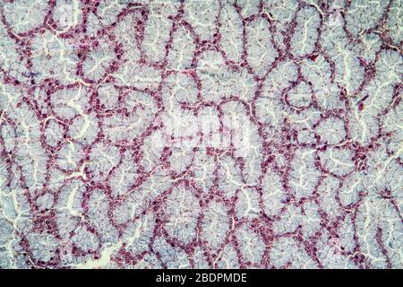 Protein tissue under the microscope 100x Stock Photo - Alamy