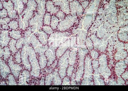 Protein tissue under the microscope 100x Stock Photo - Alamy