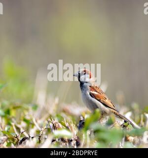 house sparrow (passer domesticus),sitting on a branch,bavaria,germany ...