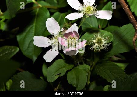 The pink southern dewberry blossom Stock Photo - Alamy