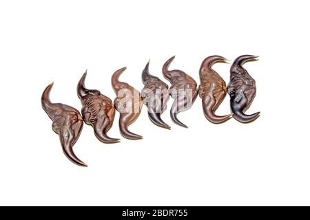 closeup of caltrop in white background Stock Photo - Alamy