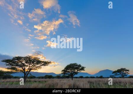 Acasia trees in the bushveld Stock Photo - Alamy