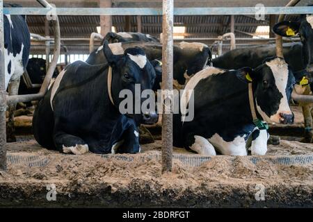 Cow Alert, The Campbells/Cuil Farm Stock Photo - Alamy