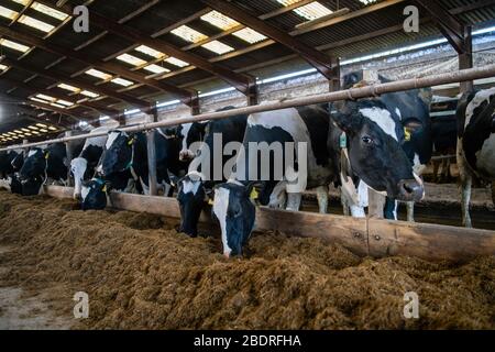 Cow Alert, The Campbells/Cuil Farm Stock Photo - Alamy