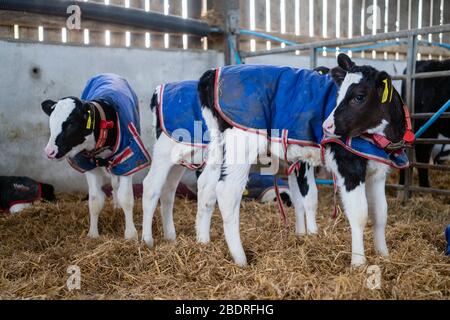 Cow Alert, The Campbells/Cuil Farm Stock Photo - Alamy