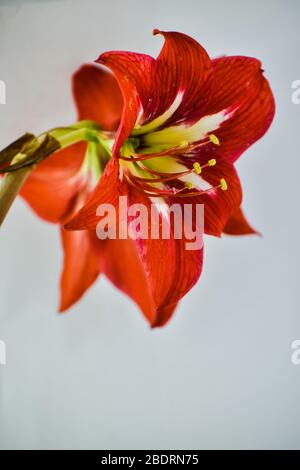 Beautiful Easter lily flower leaves with dew drops Stock Photo - Alamy