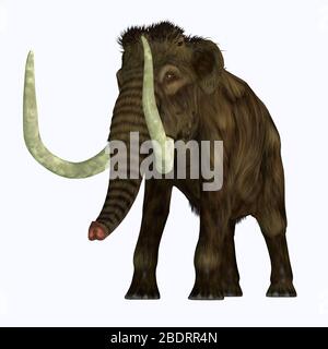 A mammoth is any species of the extinct genus Mammuthus, proboscideans ...
