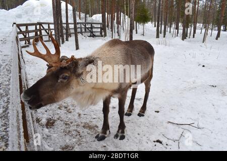 sami people in the north of Finland Stock Photo - Alamy