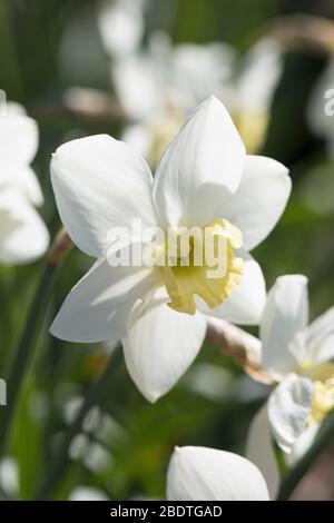 Small-cupped daffodil flowers (Narcissus 'Dreamlight' Stock Photo - Alamy