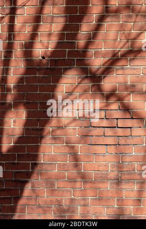 Brick wall with shadows of trees, by James D Coppinger/Dembinsky Photo ...