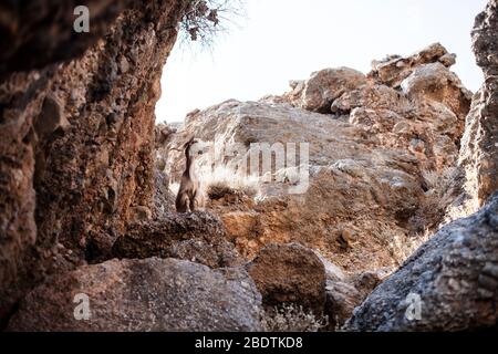 goat Krikri Crete Stock Photo - Alamy