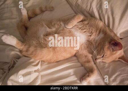 Sleeping Cream Tabby Cat Stock Photo - Alamy