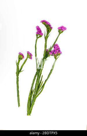 Linoleum flower is on a white background. Copy space Stock Photo - Alamy