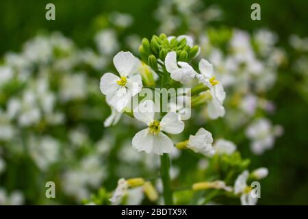 flowers.Plant is also known as wild radish, white charlock or jointed ...
