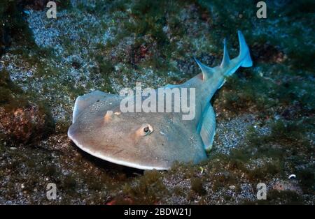 Giant Electric Ray, Narcine entemedor, Cabo Pulmo Marine National Park ...