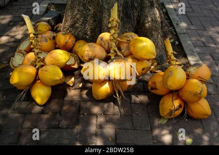 coconut (Cocos nucifera), small coconut fruit in an early stage of ...
