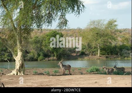 Yellow Fever Tree (Vachellia xanthophloea), Kruger National Park ...