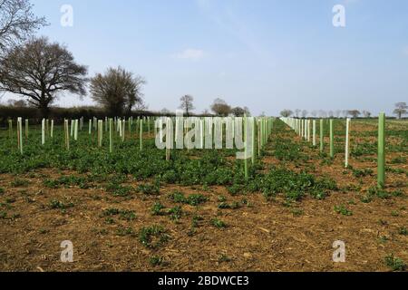 Rows of recently planted yoiung trees practice "social distancing" near ...