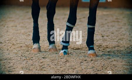 A closeup shot of horse hooves running on a muddy field Stock Photo - Alamy