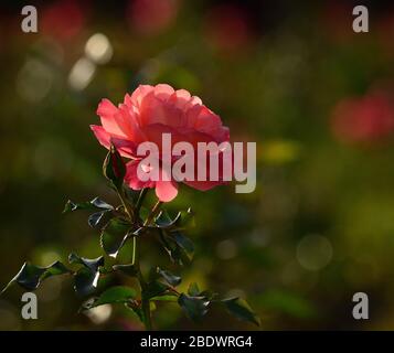 Pink flower in the foreground with unfocused background Stock Photo - Alamy