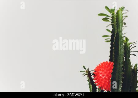 cactus red virus molecules on a white background, concept of colds and ...