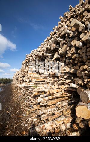 Small and medium sized birch logs / pulpwood ( Betula ) in a log pile ...
