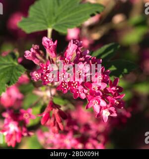 Beautiful Pinky Red Flowering Currant Flowers King Edward VII in Spring ...